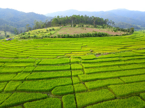 "Rice Field Drone" Images – Browse 28 Stock Photos, Vectors, and Video ...