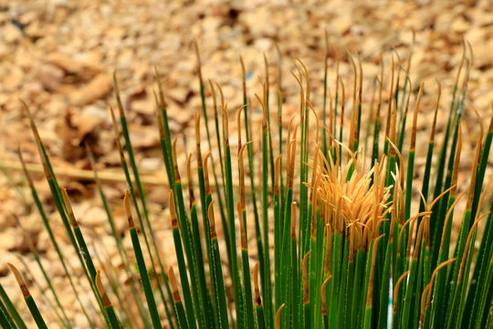 Matojo bilder – Bläddra bland 158 stockfoton, vektorer och videor ...