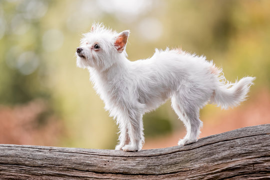 White Chihuahua Yorkie Mix