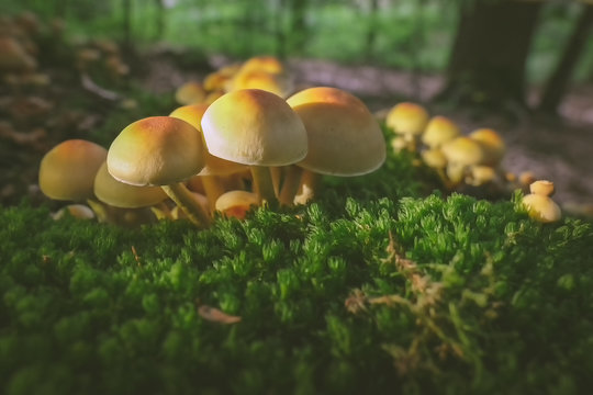 「Mycology」の画像 - 32,800 件の Stock 写真、ベクターおよびビデオ | Adobe Stock