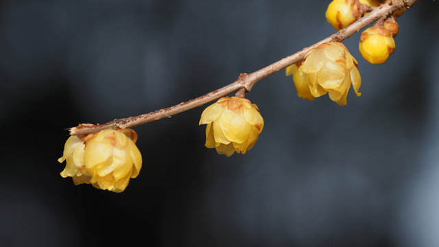 Wintersweet Images – Browse 4,449 Stock Photos, Vectors, and Video ...