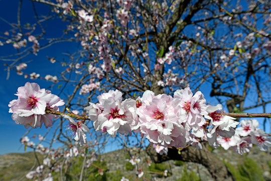 Amandelboom Images – Browse 14 Stock Photos, Vectors, and Video | Adobe ...