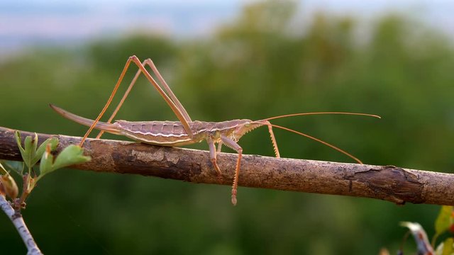 Pedo Imagens – Procure 200 fotos, vetores e vídeos | Adobe Stock