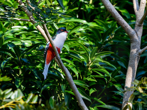 50 BEST Tocororo IMAGES, STOCK PHOTOS & VECTORS | Adobe Stock