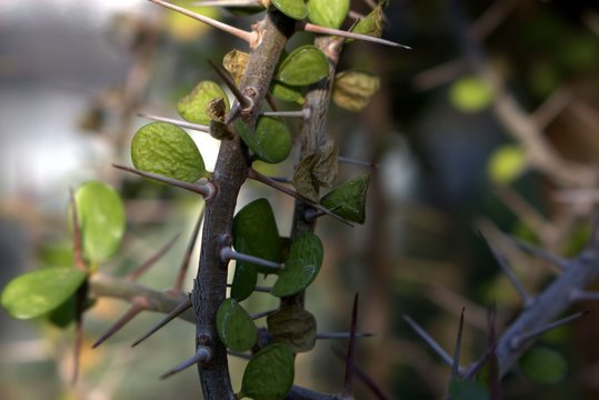 Thornbush Images – Browse 4,324 Stock Photos, Vectors, and Video ...