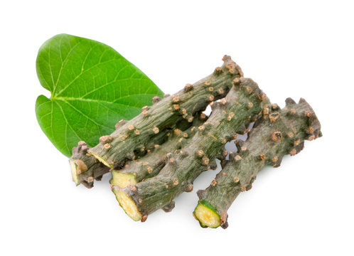 「Giloy」の画像 - 155 件の Stock 写真、ベクターおよびビデオ | Adobe Stock