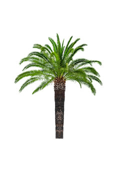 รูปภาพDate-Tree – เลือกดูภาพถ่ายสต็อก เวกเตอร์ และวิดีโอ262 | Adobe Stock