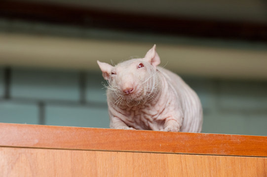 "Rat Sitting" Images – Browse 905 Stock Photos, Vectors, and Video ...