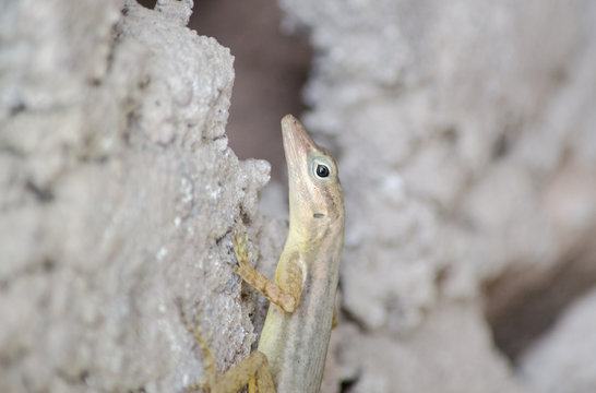 「Saban」の写真素材 | 259件の無料イラスト画像 | Adobe Stock