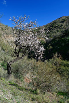 Amandelboom Images – Browse 14 Stock Photos, Vectors, and Video | Adobe ...