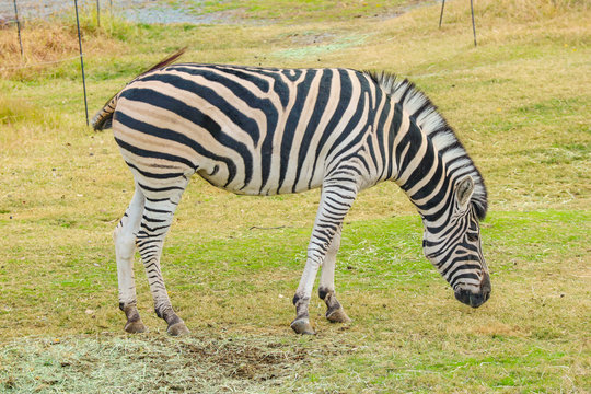 「Zeebra」の画像 - 75 件の Stock 写真、ベクターおよびビデオ | Adobe Stock