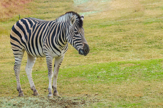 「Zeebra」の画像 - 75 件の Stock 写真、ベクターおよびビデオ | Adobe Stock