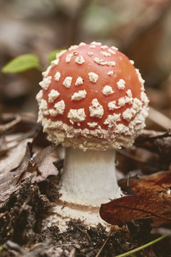 Amaric Images – Browse 1 Stock Photos, Vectors, and Video | Adobe Stock