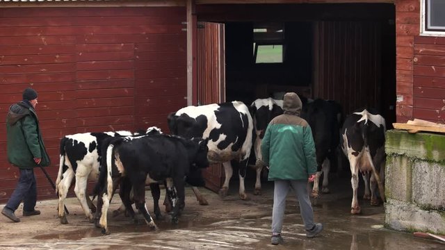 "Animals Breeding" Imagens – Procure 218 fotos, vetores e vídeos ...