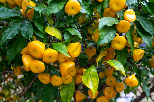 รูปภาพPereskia – เลือกดูภาพถ่ายสต็อก เวกเตอร์ และวิดีโอ337 | Adobe Stock