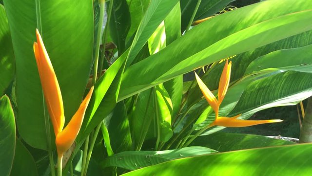 Strelicia Images – Browse 349 Stock Photos, Vectors, and Video | Adobe ...