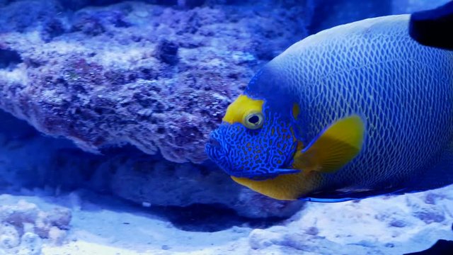 รูปภาพAngel-Fish – เลือกดูภาพถ่ายสต็อก เวกเตอร์ และวิดีโอ289 | Adobe Stock