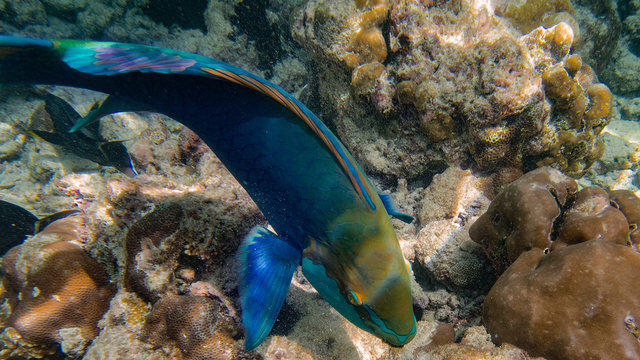 รูปภาพPapageifisch – เลือกดูภาพถ่ายสต็อก เวกเตอร์ และวิดีโอ135 | Adobe ...