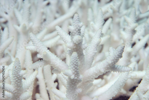 "Bleached Acropora (Staghorn) coral" Stock photo and royalty-free ...