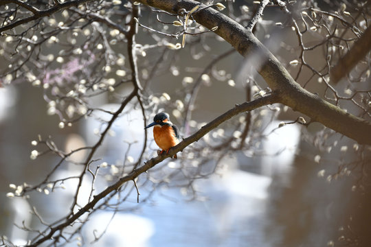 Otterrute Bilder – Durchsuchen 103 Archivfotos, Vektorgrafiken und ...