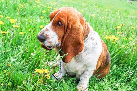 "Happy Basset" Images – Browse 28 Stock Photos, Vectors, and Video ...