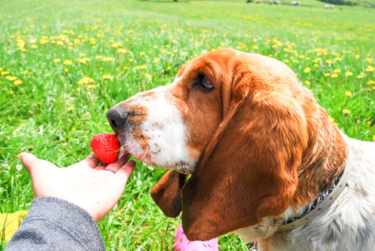 "Happy Basset" Images – Browse 28 Stock Photos, Vectors, and Video ...