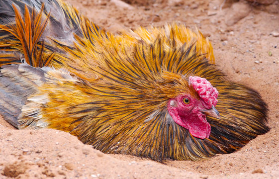 รูปภาพKuhle – เลือกดูภาพถ่ายสต็อก เวกเตอร์ และวิดีโอ261 | Adobe Stock