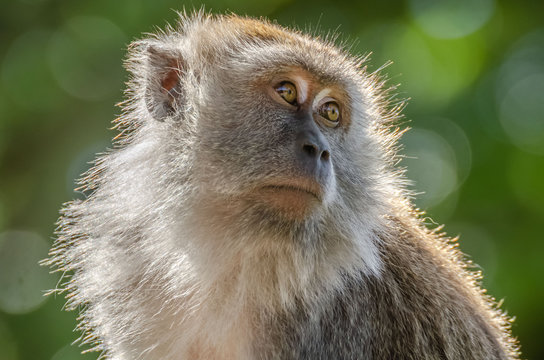 รูปภาพMongkey – เลือกดูภาพถ่ายสต็อก เวกเตอร์ และวิดีโอ156 | Adobe Stock