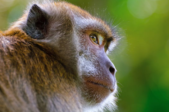 Mongkey Images – Browse 79 Stock Photos, Vectors, and Video | Adobe Stock