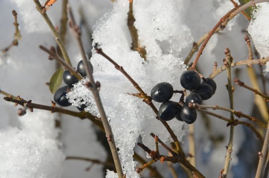 Wachholderbeeren-Bilder: Stock-Fotos & -Videos. | Adobe Stock