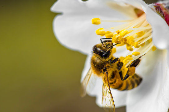 Sirfide-Bilder: Stock-Fotos & -Videos. | Adobe Stock