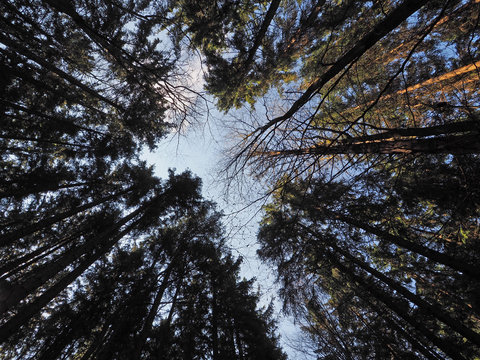 Coniferales Bilder – Durchsuchen 15,886 Archivfotos, Vektorgrafiken und ...