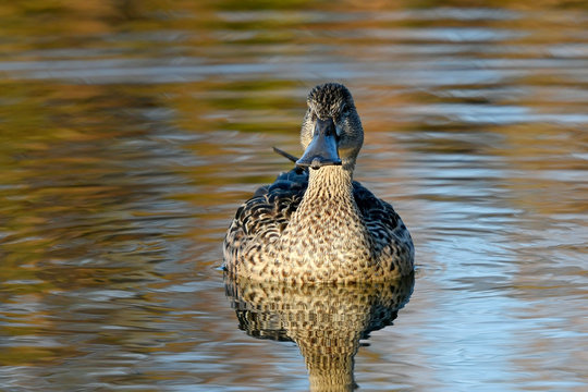 Skeand bilder – Bläddra bland 15 stockfoton, vektorer och videor ...