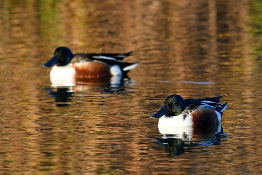 Skeand bilder – Bläddra bland 15 stockfoton, vektorer och videor ...
