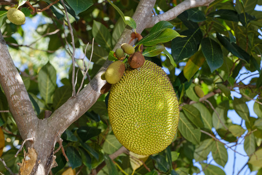 Jackfrucht 影像 – 瀏覽 184 個素材庫相片、向量圖和影片 | Adobe Stock
