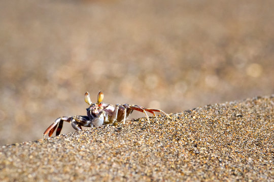 รูปภาพOcypode – เลือกดูภาพถ่ายสต็อก เวกเตอร์ และวิดีโอ1,679 | Adobe Stock