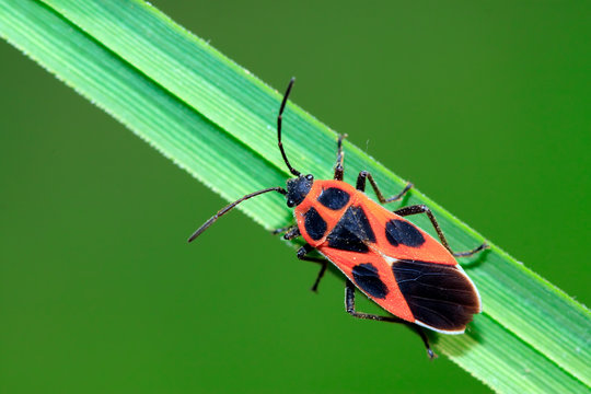 「Lygaeidae」の画像 - 689 件の Stock 写真、ベクターおよびビデオ | Adobe Stock