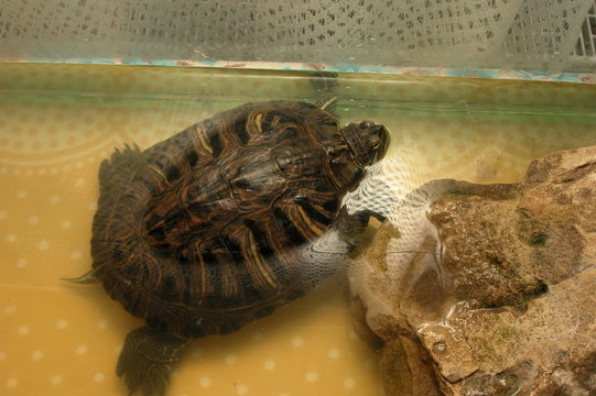 Zolw Images – Browse 15 Stock Photos, Vectors, and Video | Adobe Stock