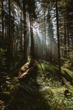 Perucica Images – Browse 29 Stock Photos, Vectors, and Video | Adobe Stock