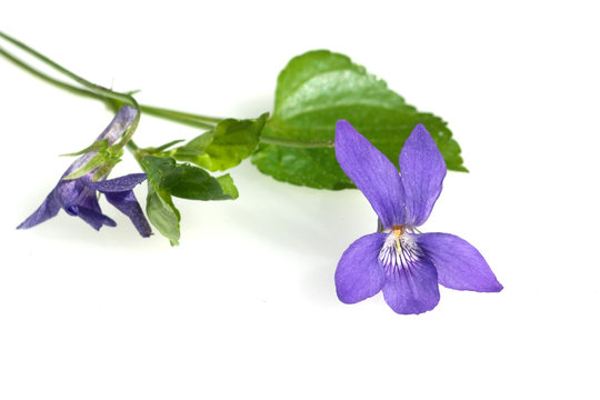 Duftveilchen Bilder – Durchsuchen 19,122 Archivfotos, Vektorgrafiken ...