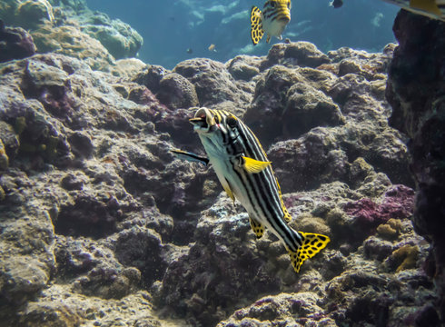 รูปภาพSweetlips – เลือกดูภาพถ่ายสต็อก เวกเตอร์ และวิดีโอ2,010 | Adobe Stock