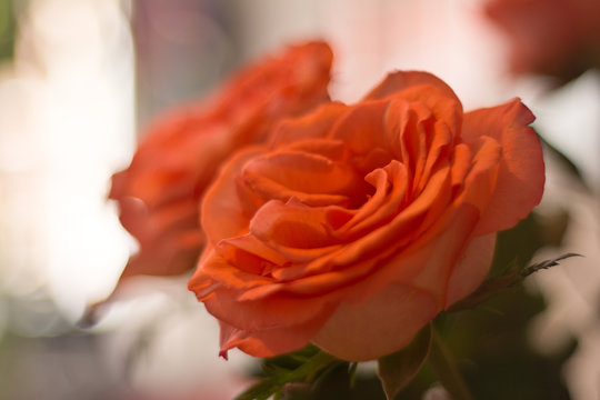 「Encarnado」の画像 - 293 件の Stock 写真、ベクターおよびビデオ | Adobe Stock