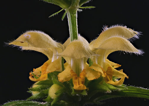 "Zygomorphe-Bilder: Stock-Fotos & -Videos. | Adobe Stock