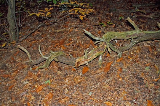 Krummholz 影像 – 瀏覽 735 個素材庫相片、向量圖和影片 | Adobe Stock