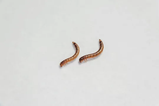 Tiny Brown Worms In House
