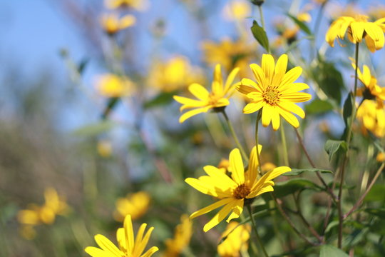 รูปภาพFlovers – เลือกดูภาพถ่ายสต็อก เวกเตอร์ และวิดีโอ2,784 | Adobe Stock