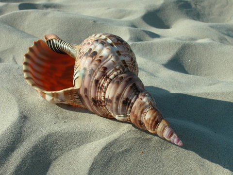 รูปภาพKoncha – เลือกดูภาพถ่ายสต็อก เวกเตอร์ และวิดีโอ168 | Adobe Stock