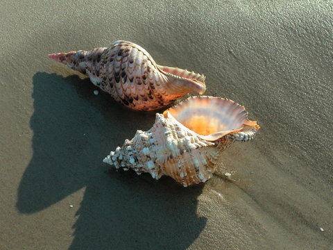 รูปภาพKoncha – เลือกดูภาพถ่ายสต็อก เวกเตอร์ และวิดีโอ168 | Adobe Stock