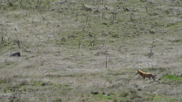 "Stalking Prey" Images – Browse 138 Stock Photos, Vectors, and Video ...