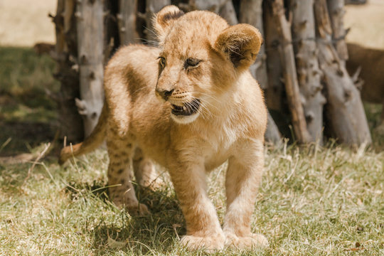 503,852 BEST Lion IMAGES, STOCK PHOTOS & VECTORS | Adobe Stock